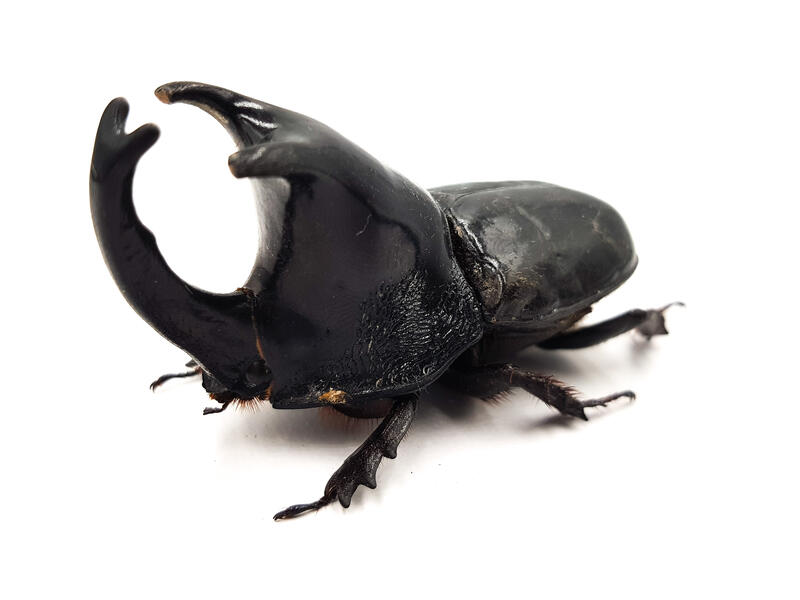 【黃金蟲蘭 網路商店】傑森大兜蟲(Megaceras jason) 單公標本 | 露天市集 | 全台最大的網路購物市集