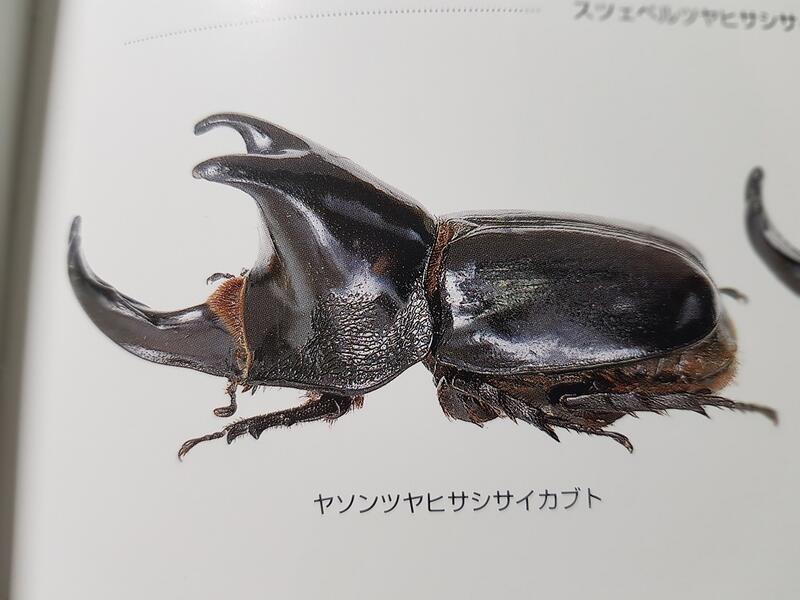 【黃金蟲蘭 網路商店】傑森大兜蟲(Megaceras jason) 單公標本 | 露天市集 | 全台最大的網路購物市集