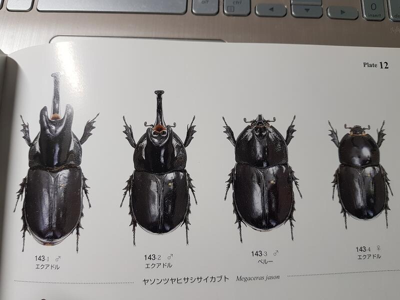 【黃金蟲蘭 網路商店】傑森大兜蟲(Megaceras jason) 單公標本 | 露天市集 | 全台最大的網路購物市集