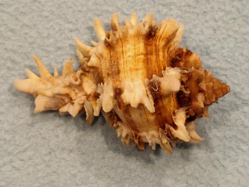 【忠實第紫雲軒】黑口骨螺Phyllonotus regius(長7.1cm，附口蓋，小尺寸，保存良好，色澤飽滿，特徵鮮明 | 露天市集 | 全 ...