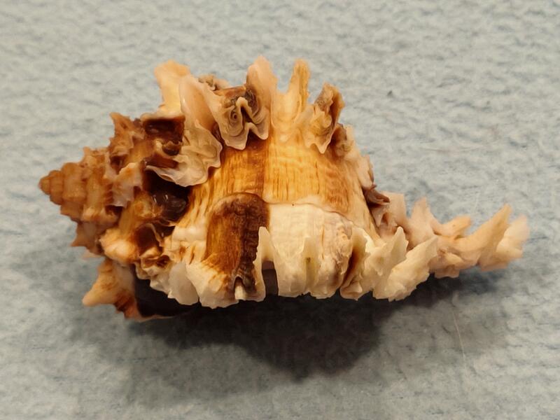 【忠實第紫雲軒】黑口骨螺Phyllonotus regius(長7.1cm，附口蓋，小尺寸，保存良好，色澤飽滿，特徵鮮明 | 露天市集 | 全 ...
