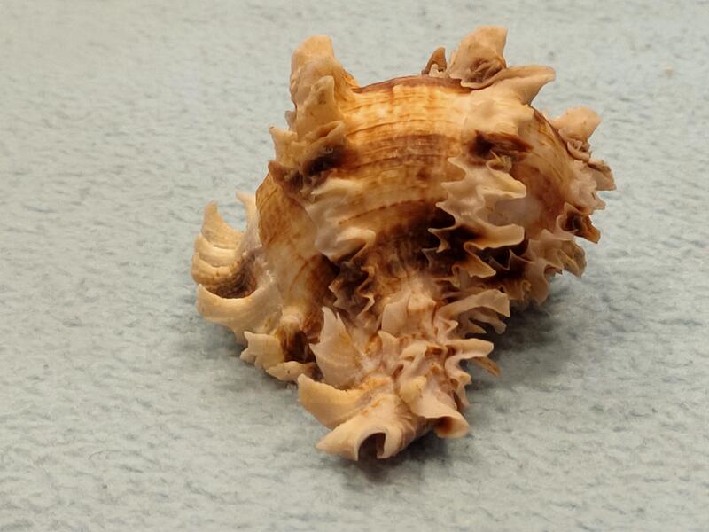 【忠實第紫雲軒】黑口骨螺Phyllonotus regius(長7.1cm，附口蓋，小尺寸，保存良好，色澤飽滿，特徵鮮明 | 露天市集 | 全 ...