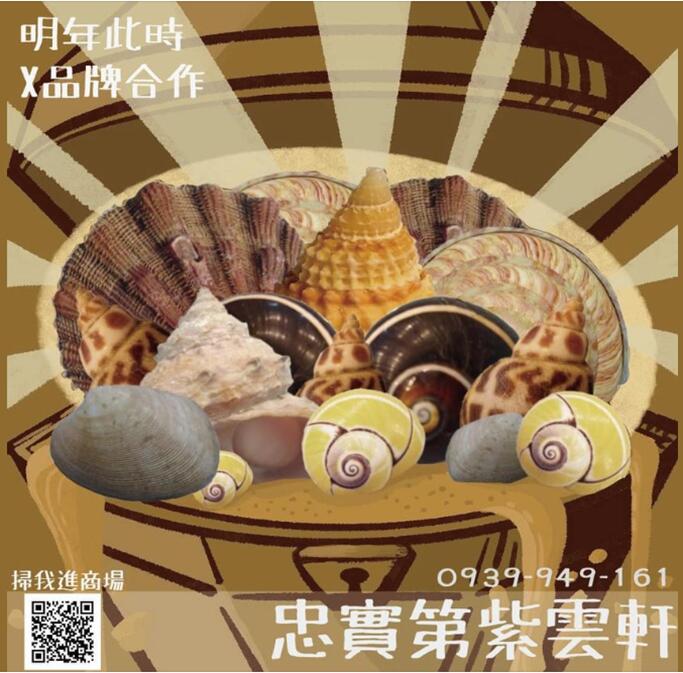 【忠實第紫雲軒】黑口骨螺Phyllonotus regius(長7.1cm，附口蓋，小尺寸，保存良好，色澤飽滿，特徵鮮明 | 露天市集 | 全 ...