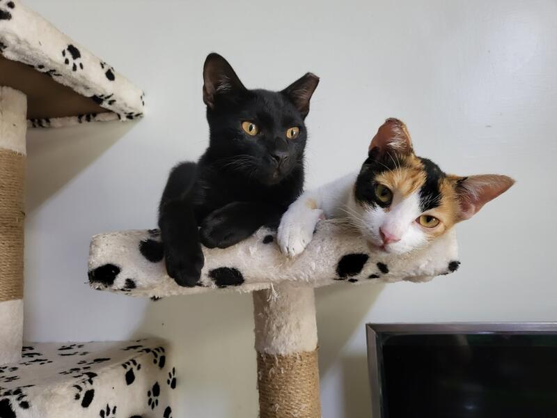 🌀遊戲收藏者🌀 93 SZ 日本製FC 智慧方塊 FLIPULL 日版 盒書 | 露天市集 | 全台最大的網路購物市集