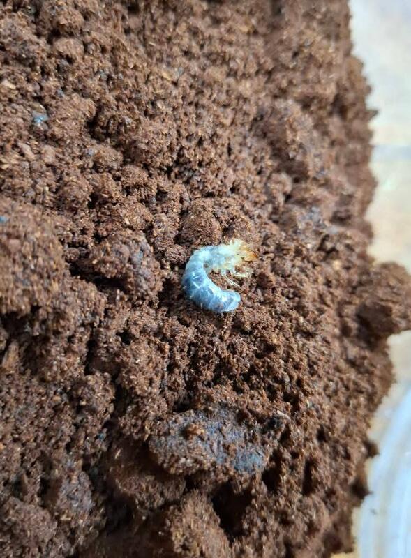 可動模型 Neolucanus maximus vendli.大圓翅鍬形蟲(L2蝦仁) | 露天市集 | 全台最大的網路購物市集