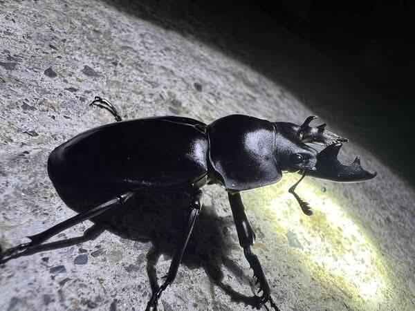 可動模型 Neolucanus maximus vendli.大圓翅鍬形蟲(L2蝦仁) | 露天市集 | 全台最大的網路購物市集
