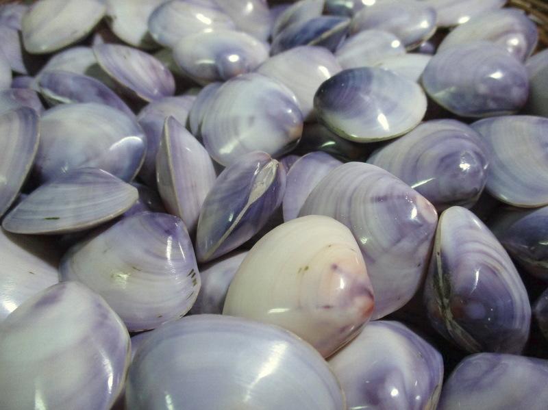 【阿草雜貨舖】-＊紫蛤 Batissa violacea＊- 寬約2公分~2.8公分, 產地：菲律賓 | 露天市集 | 全台最大的網路購物市集