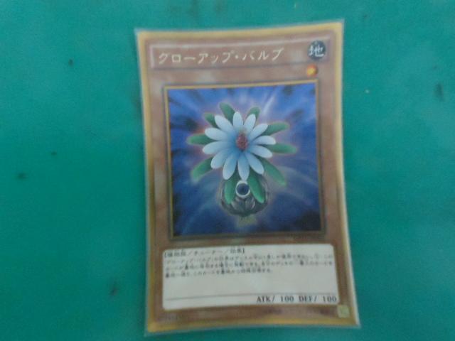 $紫龍$ GP16-JP001 成長球莖 黃金 | 露天市集 | 全台最大的網路購物市集