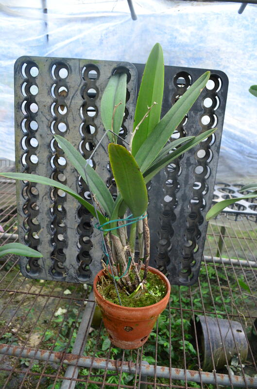 C. maxima var. coerulea "Hector" 4.5"盆(3935) | 露天市集 | 全台最大的網路購物市集