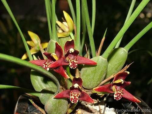 大眾蘭園 腋唇蘭(Max. tenuifolia) 花強香 | 露天市集 | 全台最大的網路購物市集