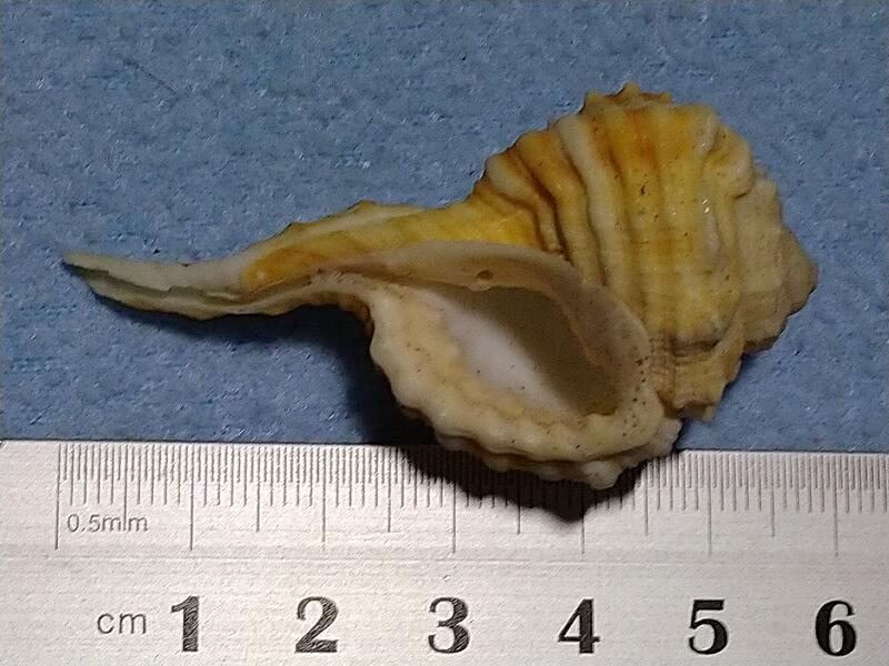 【忠實第紫雲軒】鳥頭象法螺Cymatium encausticum (長約5.6cm，印度產，可做為寄居蟹的小窩、裝飾品 | 露天市集 | 全台最大的網路購物市集