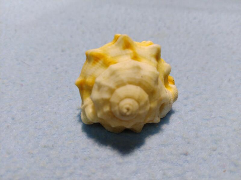 【忠實第紫雲軒】鳥頭象法螺Cymatium encausticum (長約5.6cm，印度產，可做為寄居蟹的小窩、裝飾品 | 露天市集 | 全台最大的網路購物市集