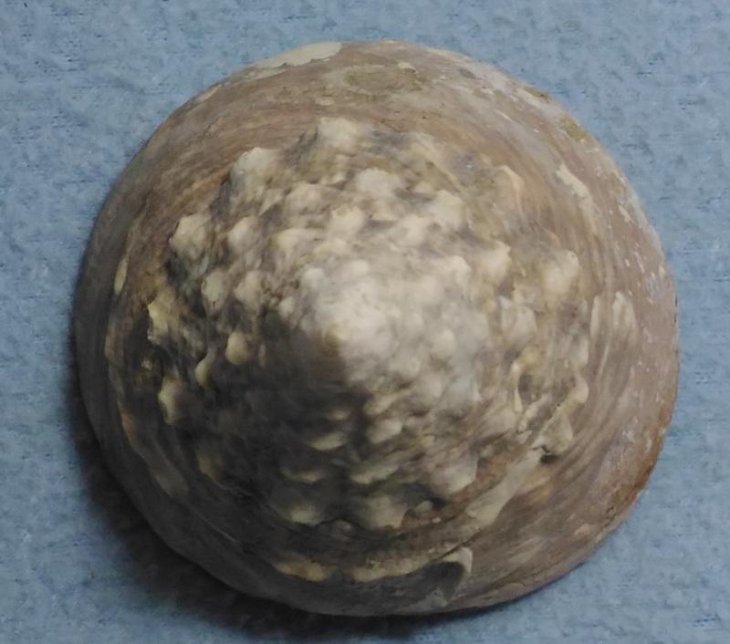 【忠實第紫雲軒】銀塔鐘螺Tectus pyramis (長約6.6cm，附口蓋，保存完整，色彩鮮明，特徵明顯，自然原味， | 露天市集 | 全 ...