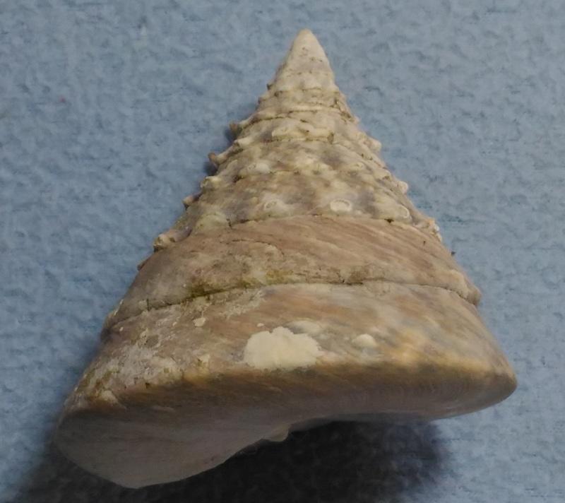 【忠實第紫雲軒】銀塔鐘螺Tectus pyramis (長約6.6cm，附口蓋，保存完整，色彩鮮明，特徵明顯，自然原味， | 露天市集 | 全 ...