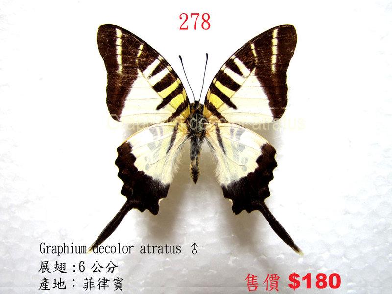 蟲新發現╭ - ╮蝴蝶標本A1~ Graphium decolor atratus 展翅6CM 產地：菲律賓 | 露天市集 | 全台最大的網路購物市集