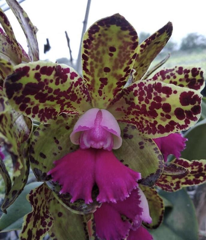 嘉德利亞蘭分生苗盆栽：Rlc.Yuan Dung Python “大蟒蛇” | 露天市集 | 全台最大的網路購物市集