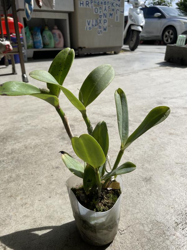 嘉德利亞蘭分生苗盆栽：Rlc.Yuan Dung Python “大蟒蛇” | 露天市集 | 全台最大的網路購物市集