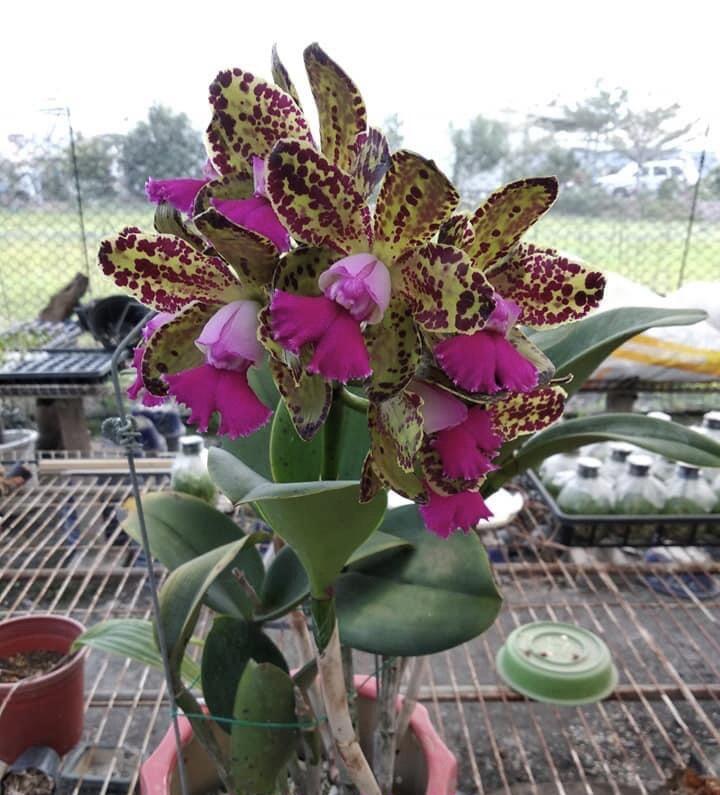 嘉德利亞蘭分生苗盆栽：Rlc.Yuan Dung Python “大蟒蛇” | 露天市集 | 全台最大的網路購物市集