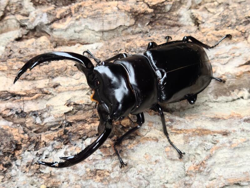 {Croudy} 金剛大鹿角 原名亞種 LS產 | 露天市集 | 全台最大的網路購物市集