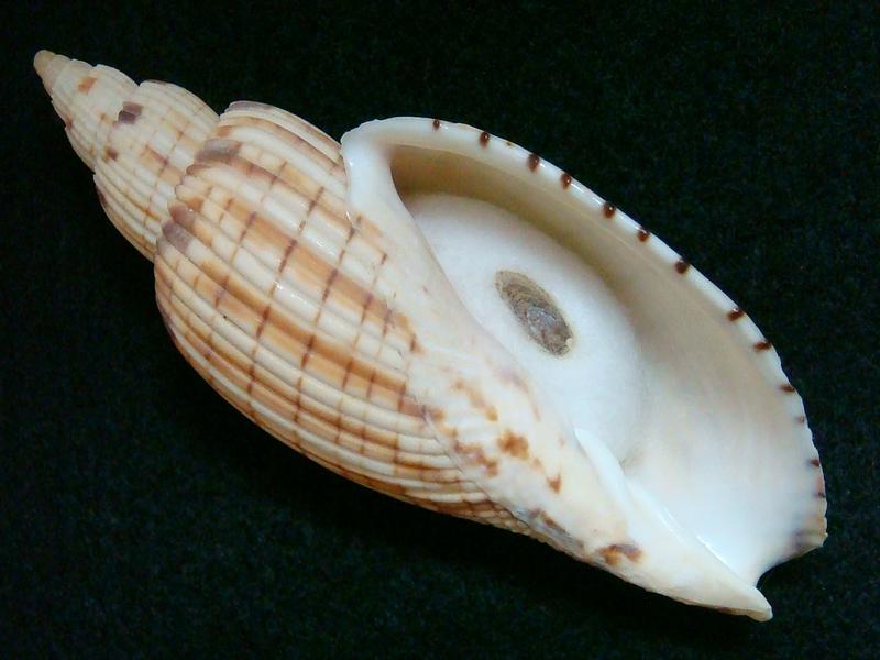 JLshell - 黑田渦螺 Lyria kurodai | 露天市集 | 全台最大的網路購物市集