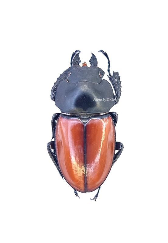 Neolucanus swinhoei 紅圓翅鍬形蟲 標本 乾貨 | 露天市集 | 全台最大的網路購物市集