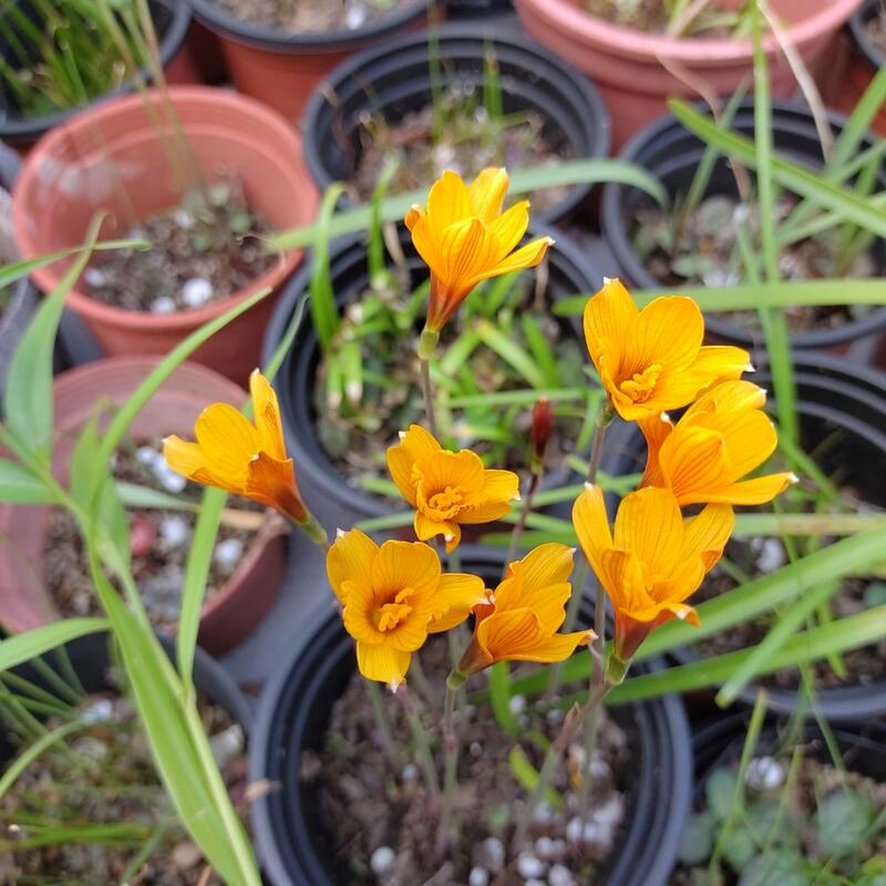 風雨蘭 H. tubispathus 'Good Yellow Form'開花球 限j29979191 下標 | 露天市集 | 全台最大的網路購物市集