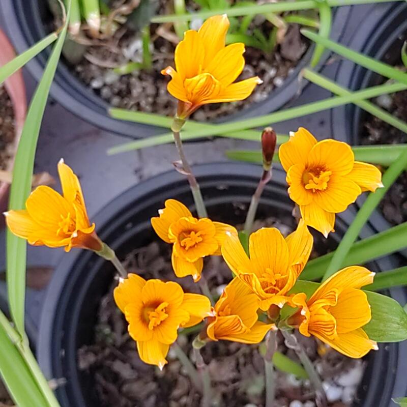 風雨蘭 H. tubispathus 'Good Yellow Form'開花球 限j29979191 下標 | 露天市集 | 全台最大的網路購物市集