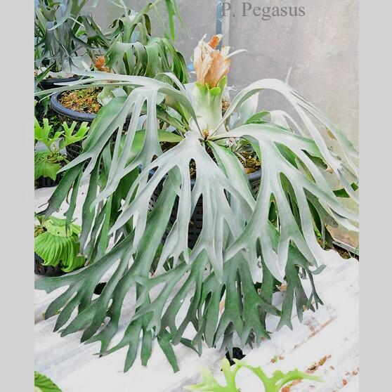 植物盒子.飛馬鹿角蕨 Platycerium. Pegasus 2吋孢子盆苗 | 露天市集 | 全台最大的網路購物市集