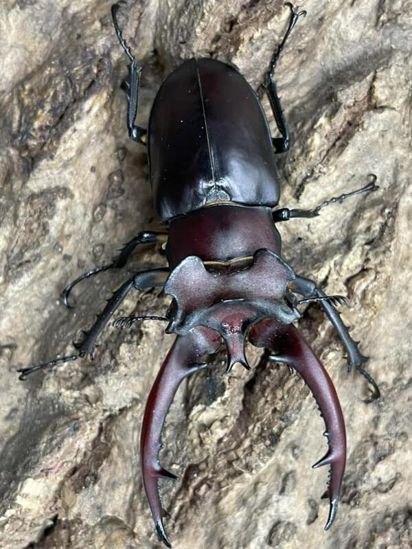 可動模型Lucanus formosanus.台灣深山鍬形蟲(溪頭產)73mm單公 | 露天市集 | 全台最大的網路購物市集