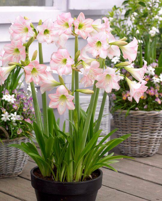 【歐洲種球之家】孤挺 粉紅流氓 Pink Rascal 現貨球莖、球根 | 露天市集 | 全台最大的網路購物市集