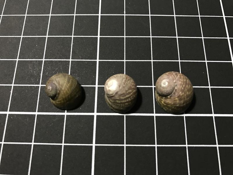 扭鐘螺 Monodonta perplexa A125 | 露天市集 | 全台最大的網路購物市集