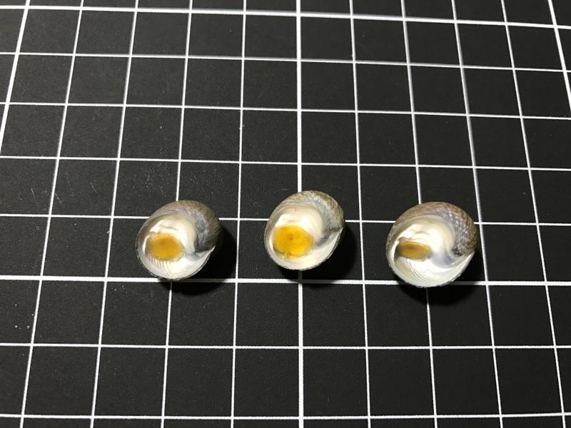 扭鐘螺 Monodonta perplexa A125 | 露天市集 | 全台最大的網路購物市集