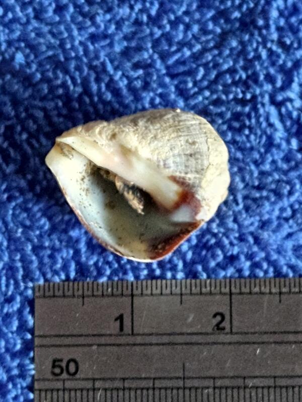 【忠實第紫雲軒】鉛錘峨螺Triumphis subrostrata (長約2.1cm，附口蓋，帶殼皮，自然原味，特徵有型 | 露天市集 | 全台最大的網路購物市集