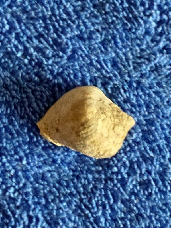 【忠實第紫雲軒】鉛錘峨螺Triumphis subrostrata (長約2.1cm，附口蓋，帶殼皮，自然原味，特徵有型 | 露天市集 | 全台最大的網路購物市集