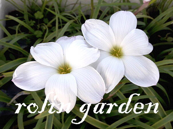 若林小舖-花園系列-風雨蘭(雨百合)Z.Labuffarosa 'Floating Clouds' (1球) | 露天市集 | 全台最大的網路購物市集