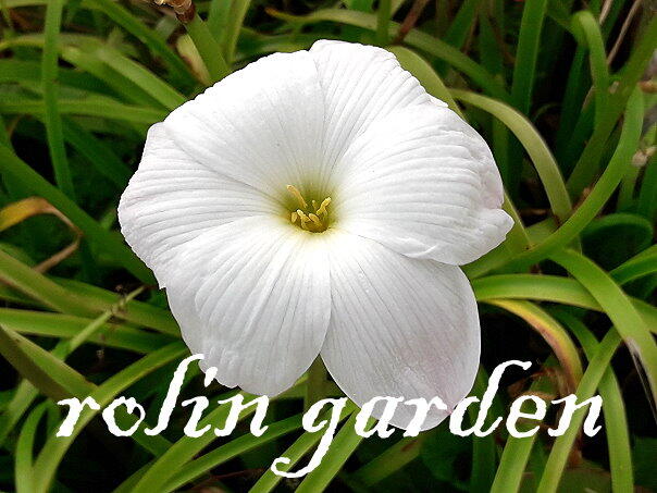 若林小舖-花園系列-風雨蘭(雨百合)Z.Labuffarosa 'Floating Clouds' (1球) | 露天市集 | 全台最大的網路購物市集