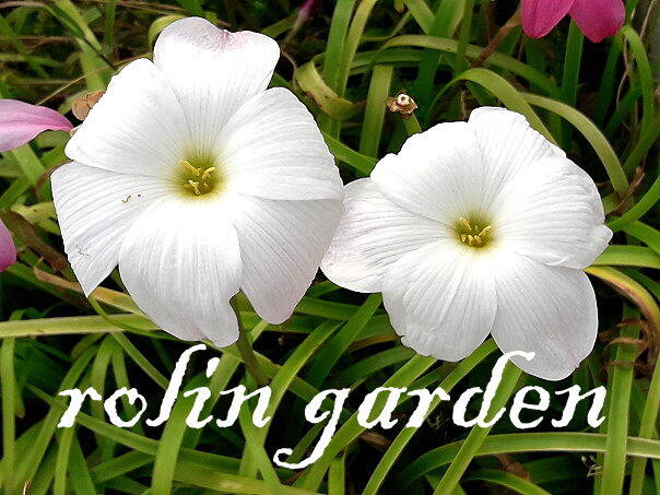 若林小舖-花園系列-風雨蘭(雨百合)Z.Labuffarosa 'Floating Clouds' (1球) | 露天市集 | 全台最大的網路購物市集