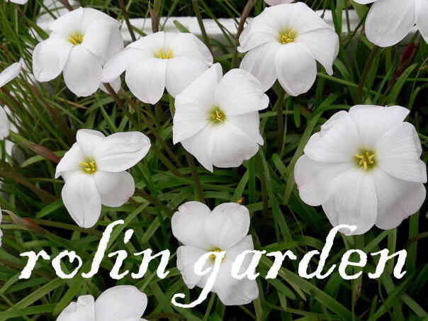 若林小舖-花園系列-風雨蘭(雨百合)Z.Labuffarosa 'Floating Clouds' (1球) | 露天市集 | 全台最大的網路購物市集