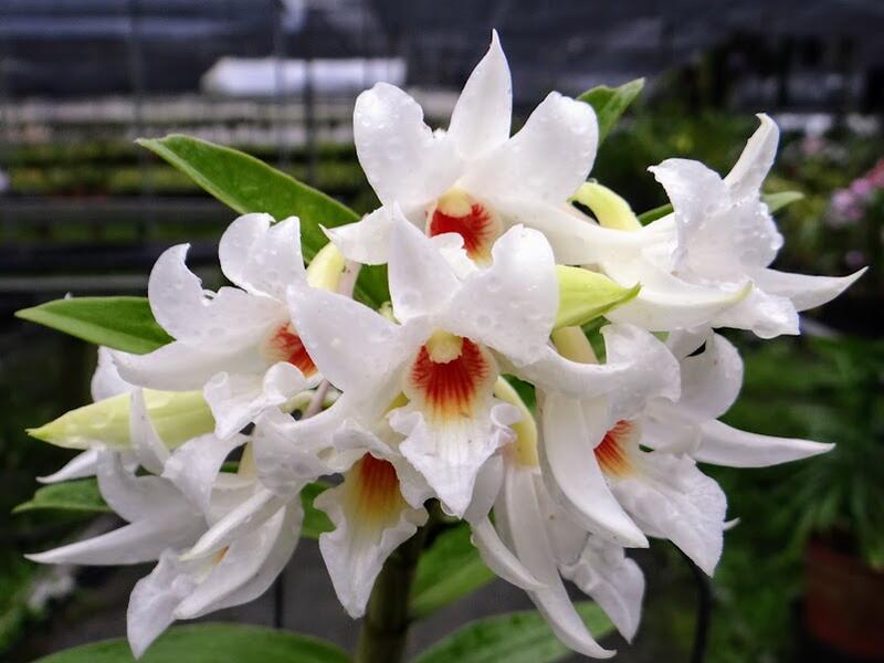 珍稀原生蘭Den. draconis龍石斛(罕見~花多成球~好種易開)勿下標 | 露天市集 | 全台最大的網路購物市集