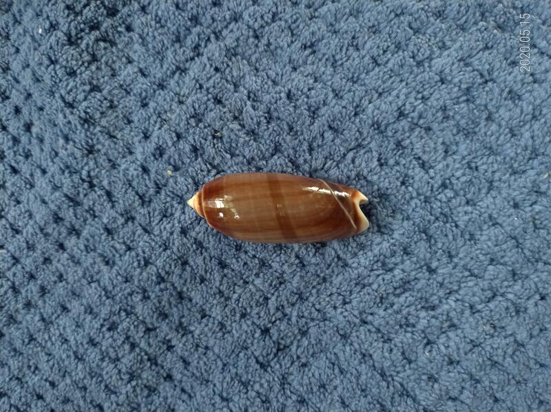 【忠實第紫雲軒】蠟燭榧螺Oliva lignaria(長4.6cm，保存良好，光滑明亮，色澤深邃，特徵明顯，值得珍藏，適 | 露天市集 | 全台最大的網路購物市集