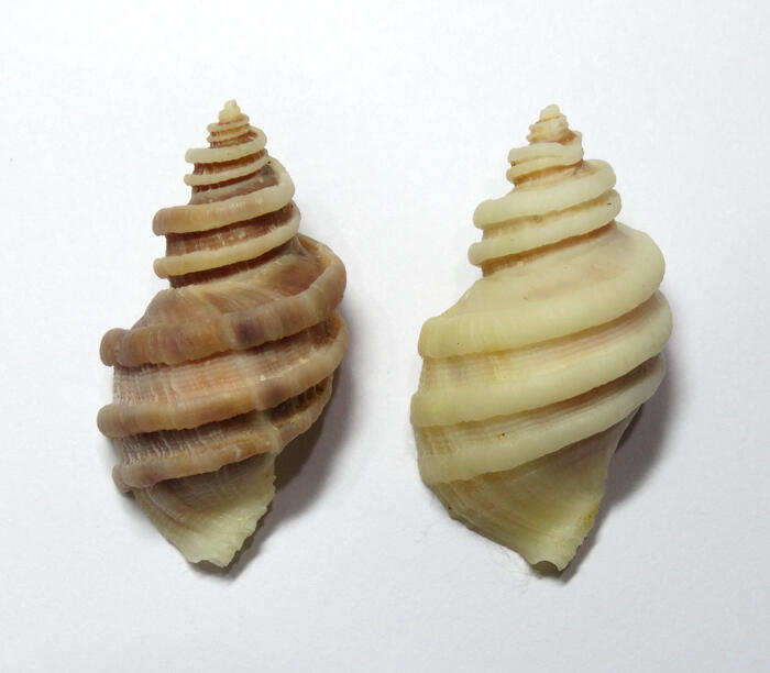 (W)SHELL貝殼標本 龍骨岩螺 Trochia cingulata 36mm 兩顆(色)一組 | 露天市集 | 全台最大的網路購物市集