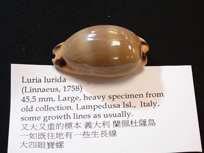 U 68 重 厚實 @ 已經7折 | 露天市集 | 全台最大的網路購物市集