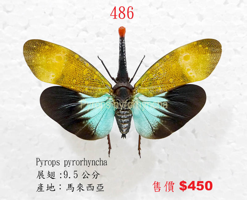 蟲新發現╭ - ╮昆蟲標本A1 ~ Pyrops pyrorhyncha 展翅9.5CM 產地：馬來西亞 | 露天市集 | 全台最大的網路購物市集