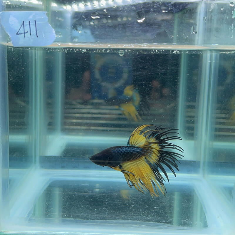 魚福子HM411冠尾公鬥魚20240324 | 露天市集 | 全台最大的網路購物市集