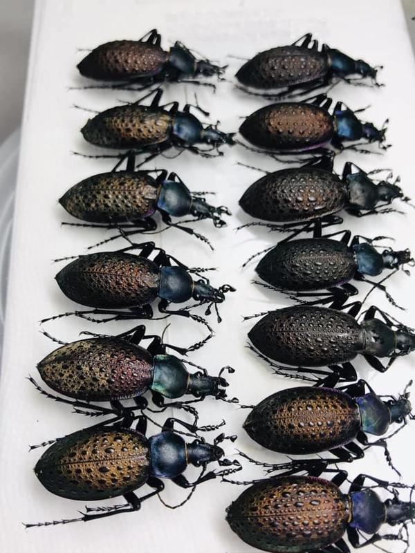 Carabus (Coptolabrus) formosus brockmanni麗步甲 | 露天市集 | 全台最大的網路購物市集