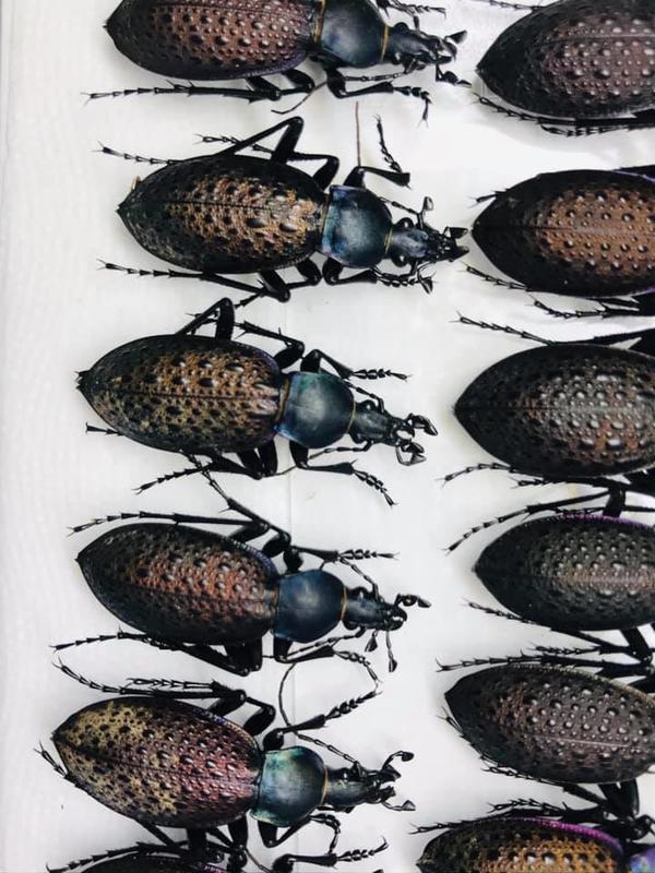 Carabus (Coptolabrus) formosus brockmanni麗步甲 | 露天市集 | 全台最大的網路購物市集