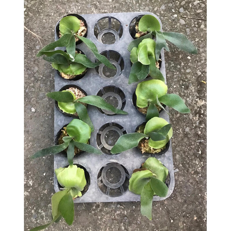 捲捲鹿P.Foongsiqi 馮詩琪，FSQ捲捲鹿鹿角蕨 | 露天市集 | 全台最大的網路購物市集