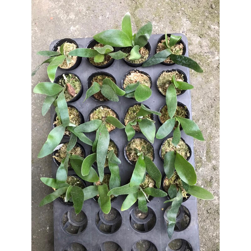 捲捲鹿P.Foongsiqi 馮詩琪，FSQ捲捲鹿鹿角蕨 | 露天市集 | 全台最大的網路購物市集