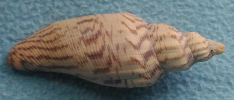 【忠實第紫雲軒】哈密渦螺Fulgoraria hamillei(長約7.3cm，土產貝類，保存良好，紋路清晰，色澤飽滿， | 露天市集 | 全台最大的網路購物市集