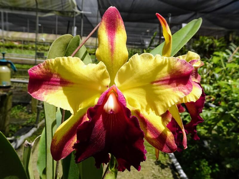 迷秀 Rlc. Toshie Aoki‘Starburst’AM/AOS(1980)(第一代進口母株~插5大角)珍藏母本 | 露天市集 | 全 ...